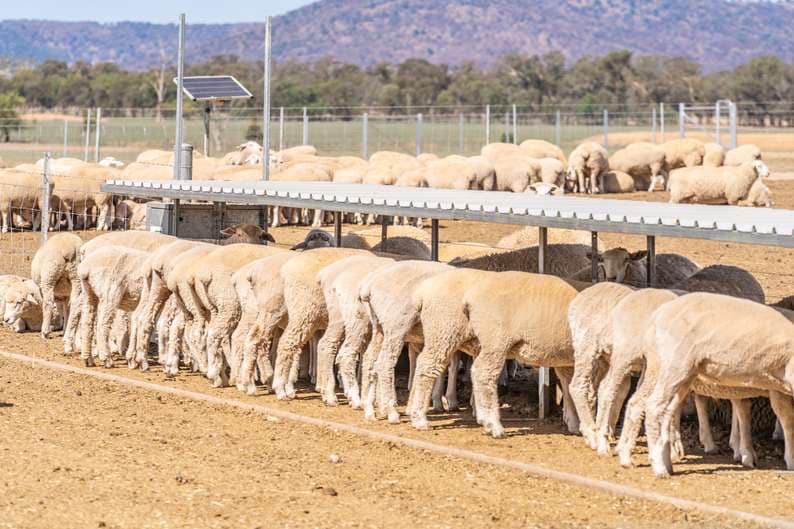 Feedtech Feeding Systems | Auto Feeders