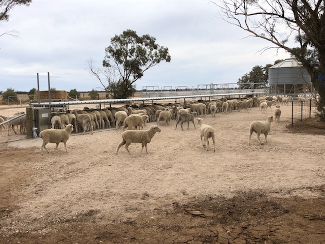 Feedtech Feeding Systems | Auto Feeders Gallery