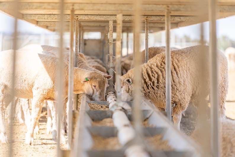 Feedtech Feeding Systems | Auto Feeders Gallery