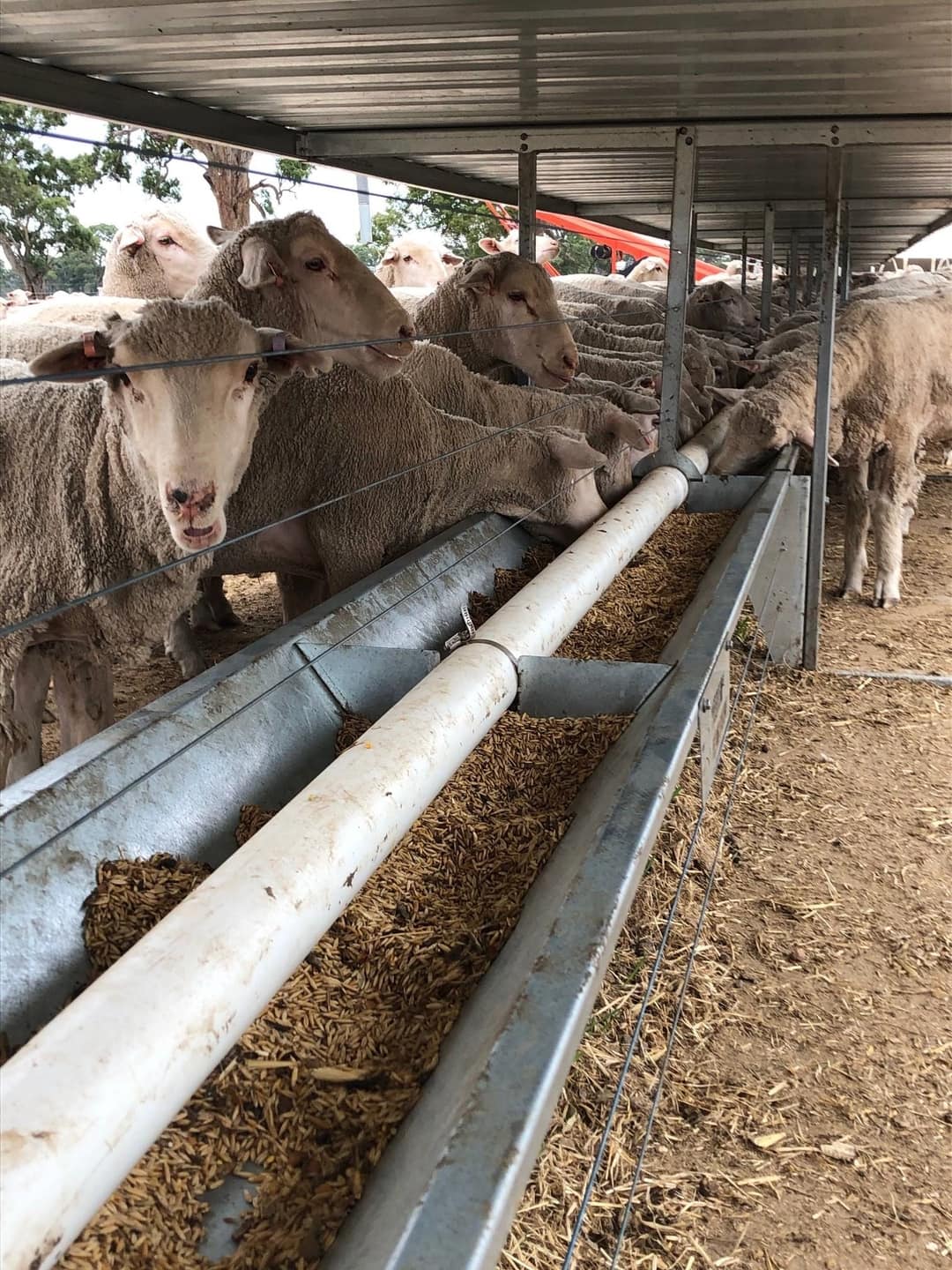 Feedtech Feeding Systems | Auto Feeders Gallery