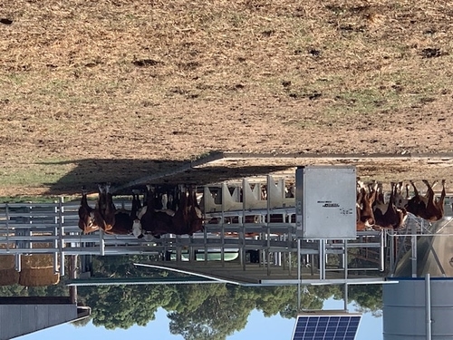 Feedtech Feeding Systems | Cattle Auto Feeders