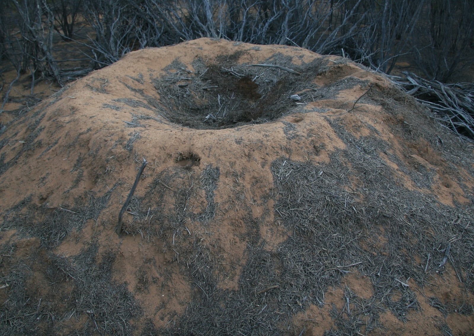 Great Victoria Desert LiDAR Malleefowl Mound Detection
