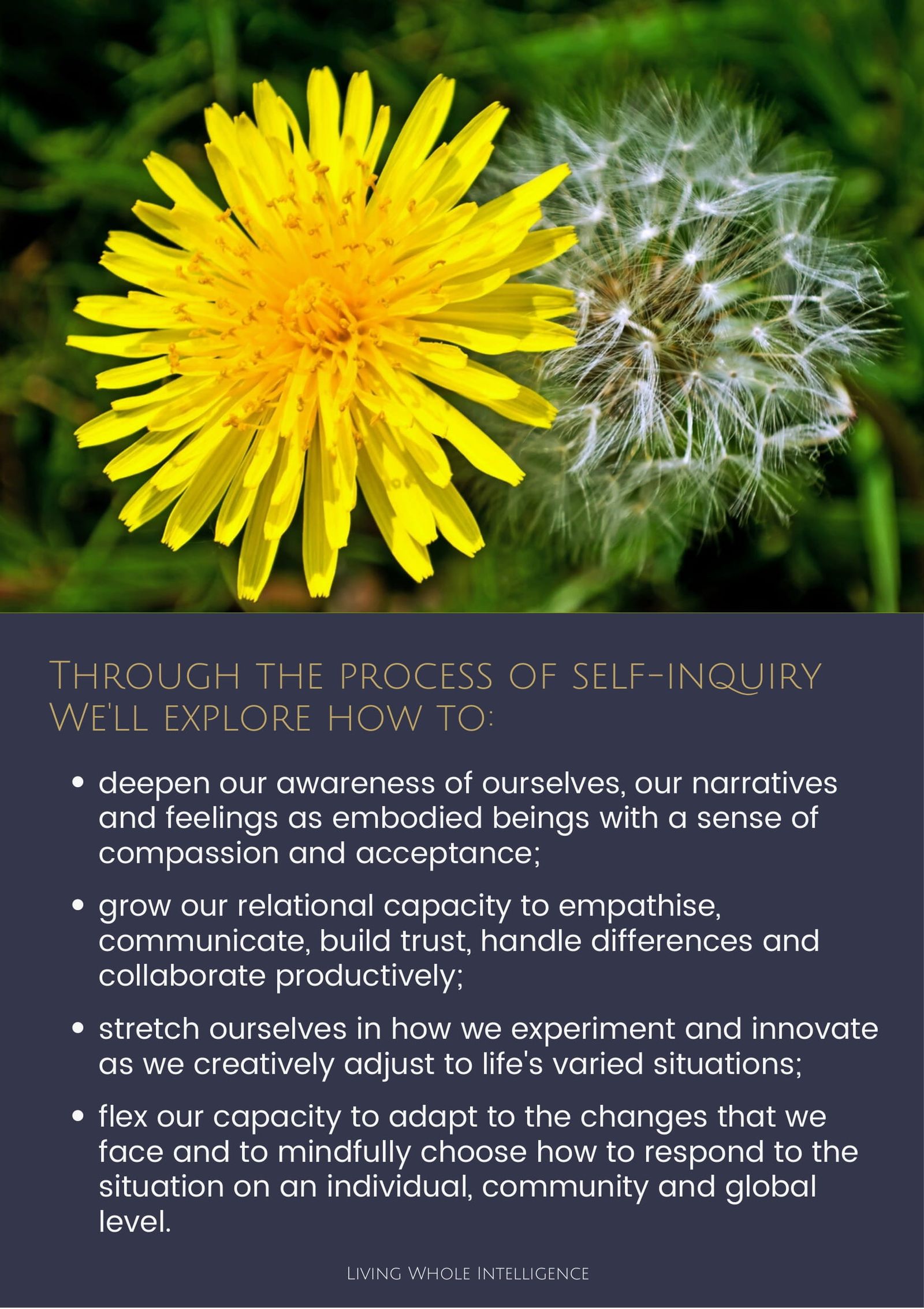 Whole Intelligence by Malcolm Parlett