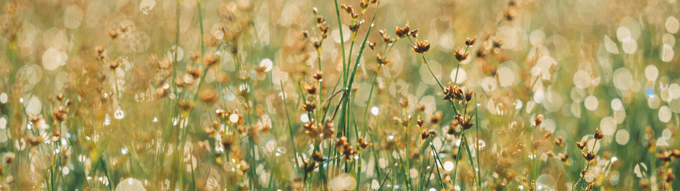 Whole Intelligence by Malcolm Parlett