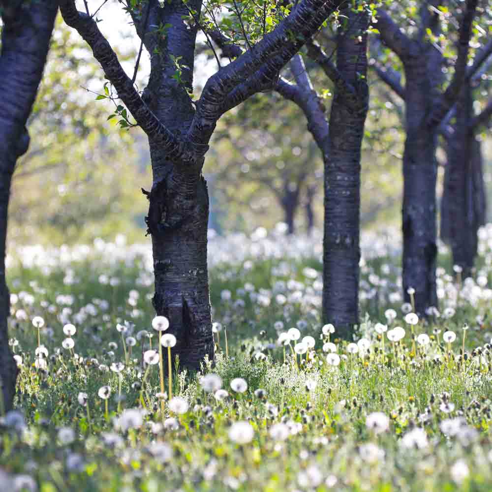 Whole Intelligence by Malcolm Parlett