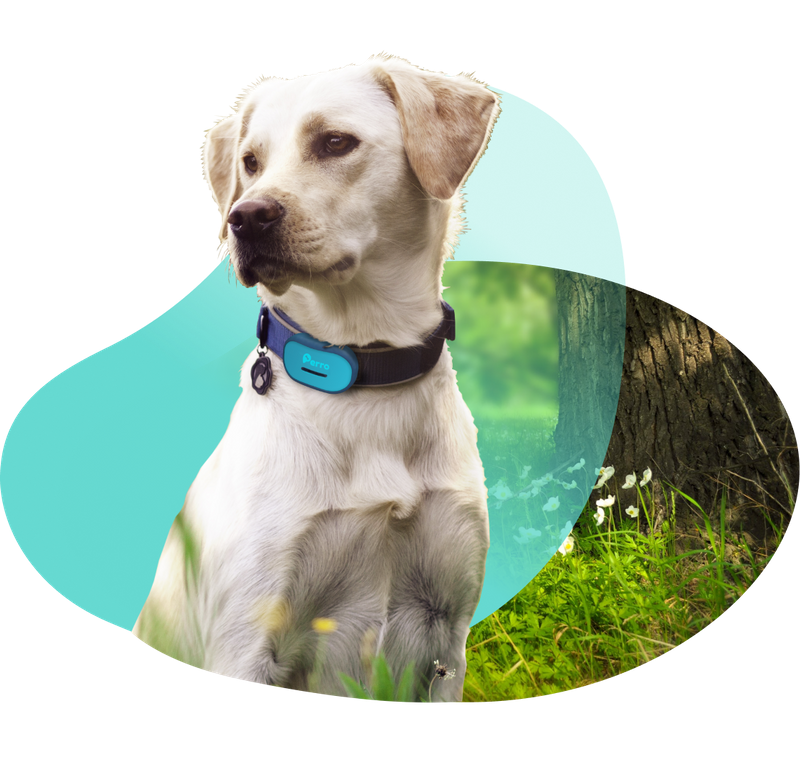 Perro - The Future of Pet Wearables