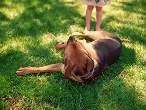 Why do dogs lay on their back? - Gentle Beast Dog Training Blog