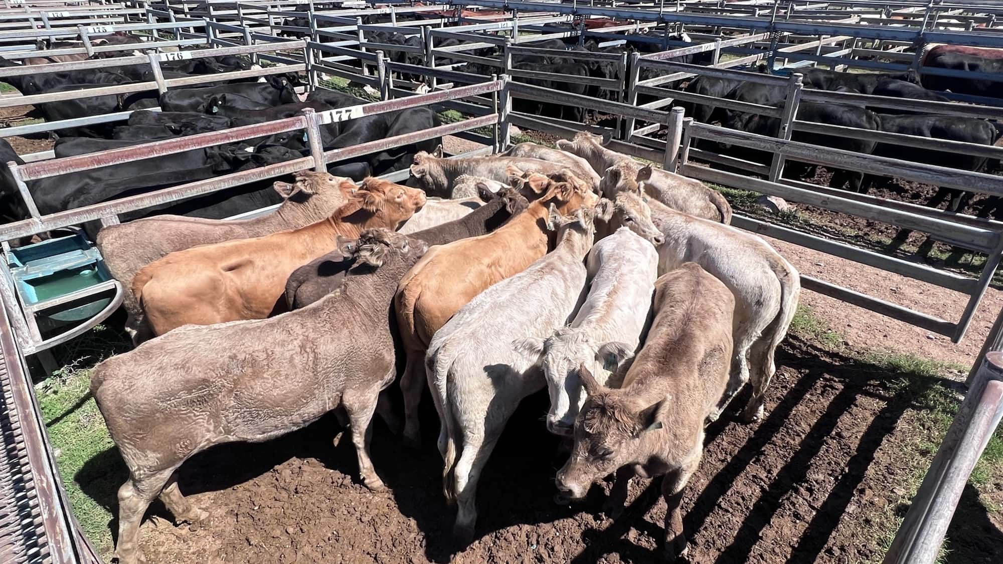 Livestock Sales - JBR - James Bradford Rural