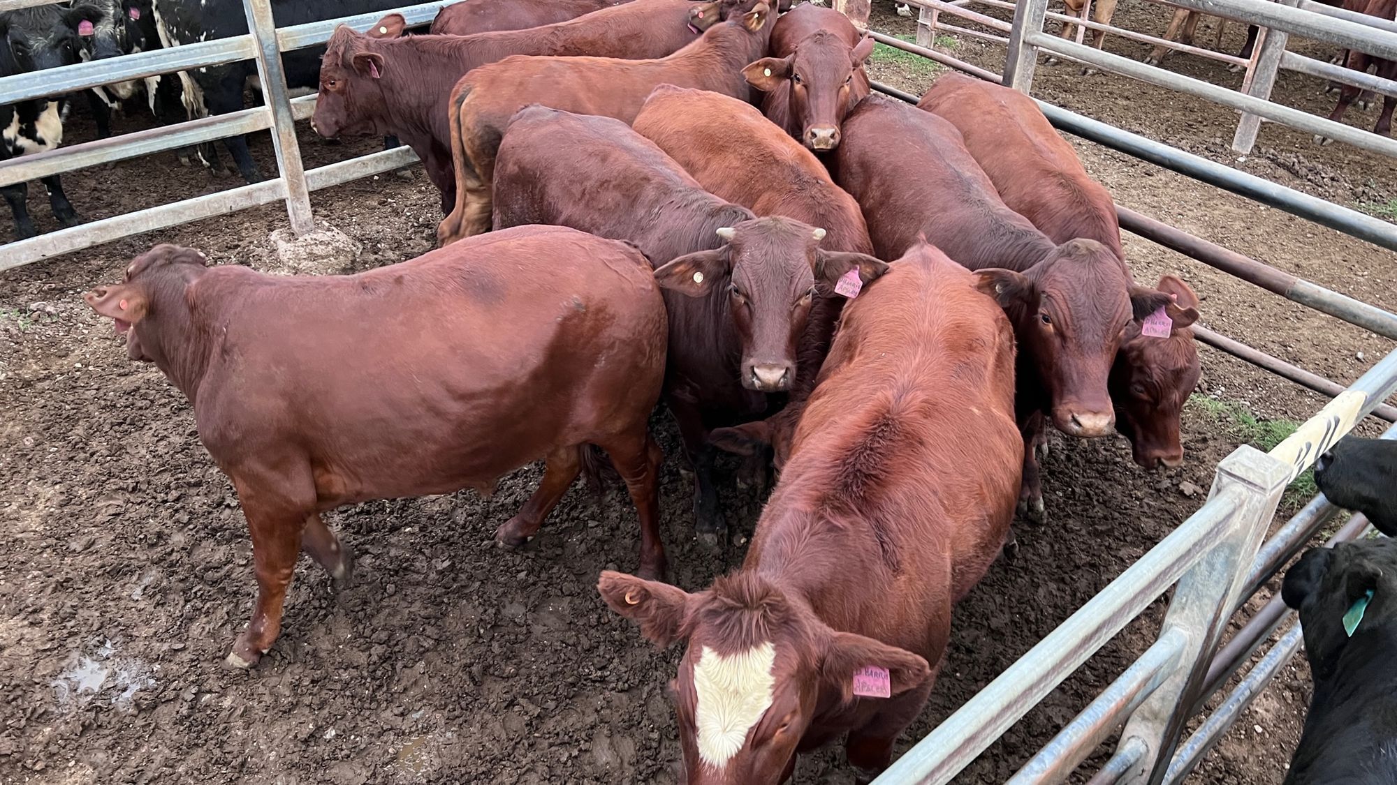Livestock Sales - JBR - James Bradford Rural