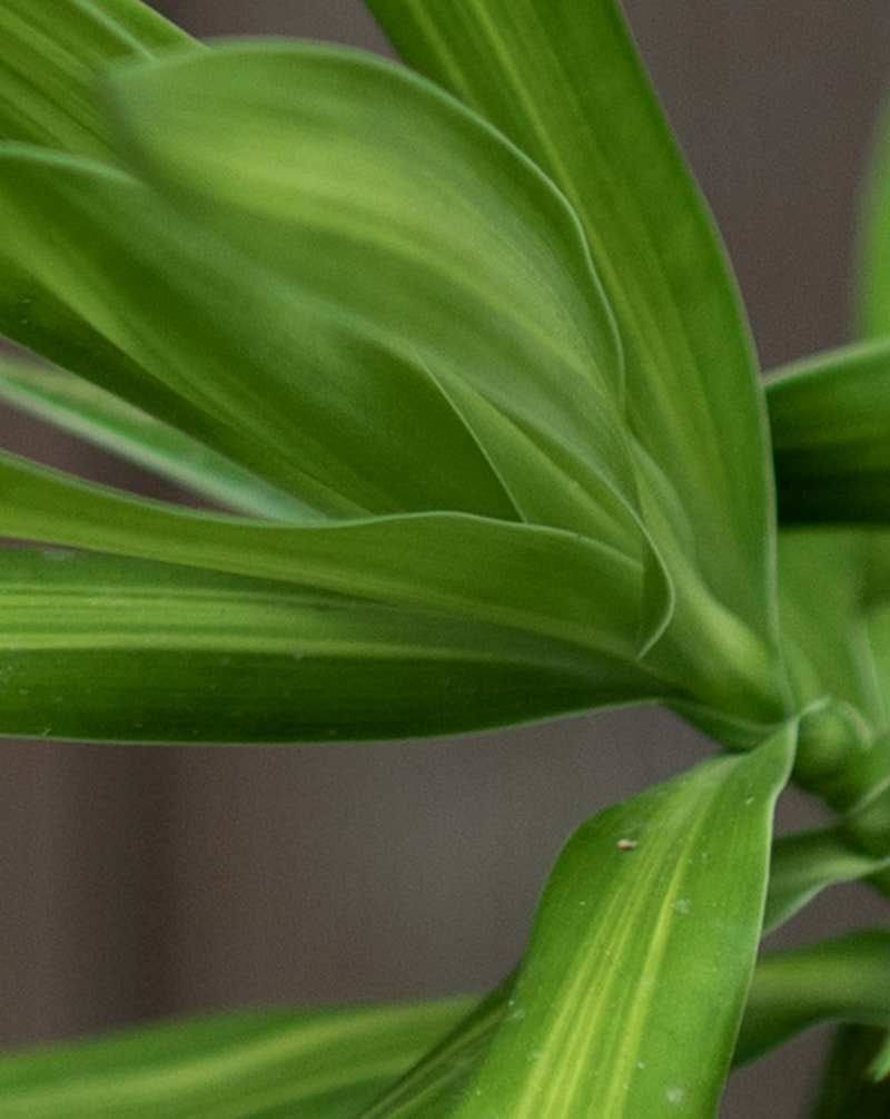 Therapeutic Day Spa in Oranjestad, Aruba | Spa del Sol