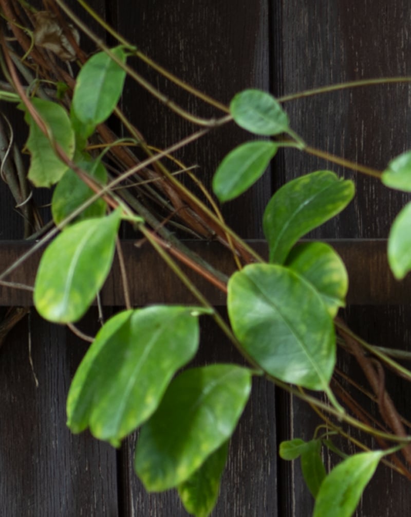 Full Restoration Packages | Spa del Sol — Aruba