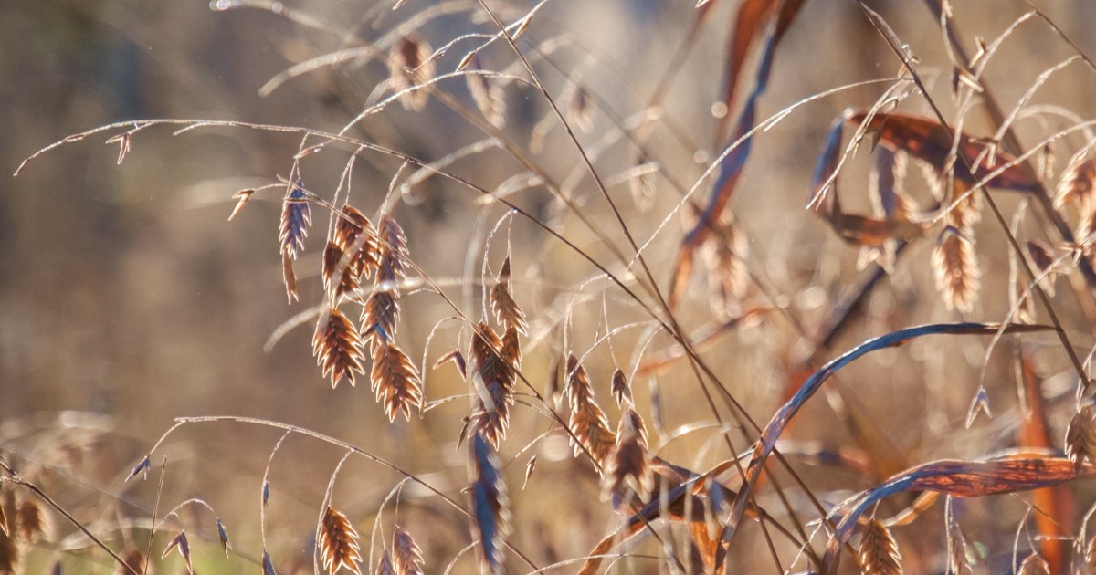 Why Native Plants | Go Native Natural + Sustainable Landscape