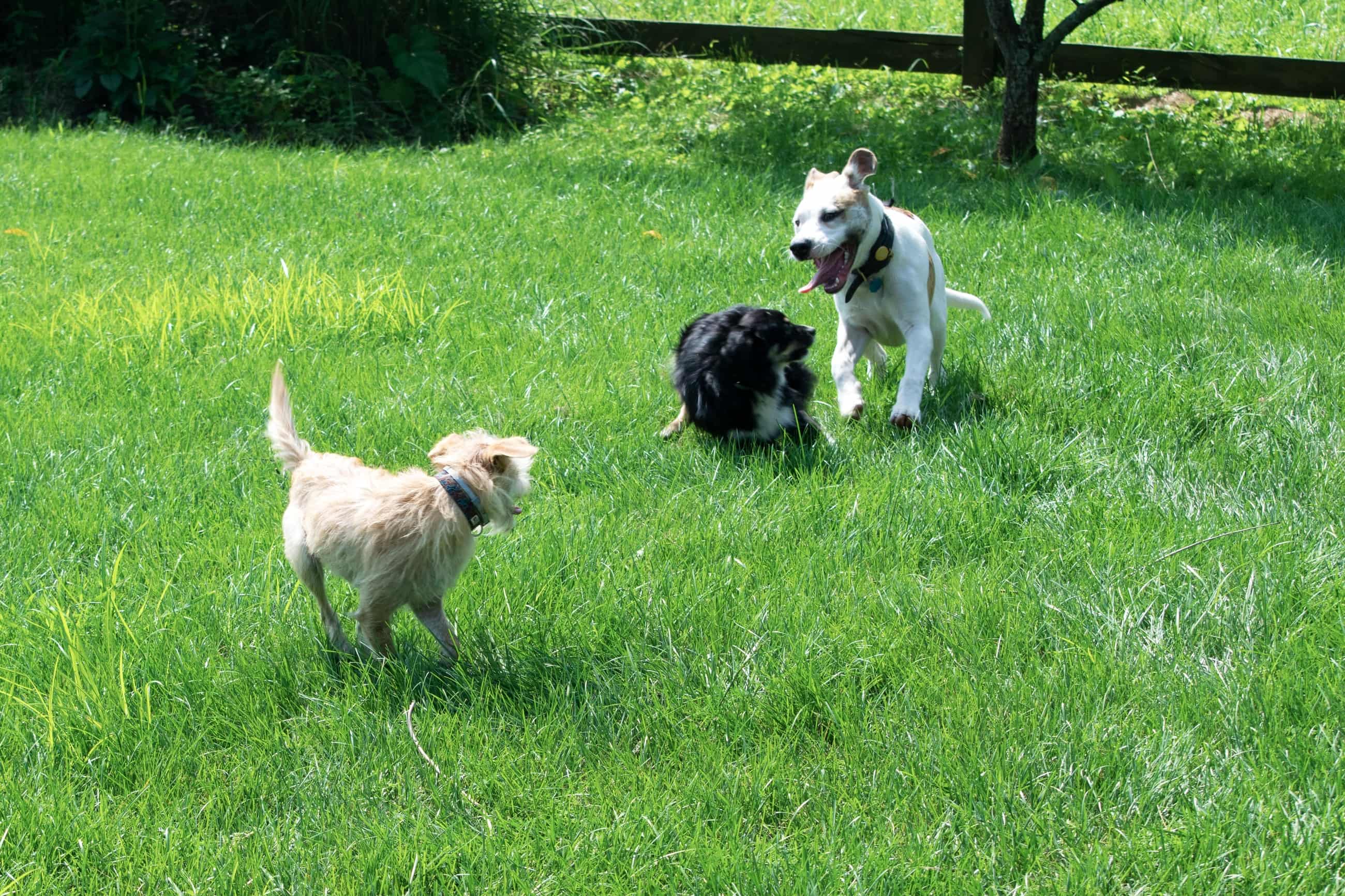 Services - Silverstone Stables & Farms