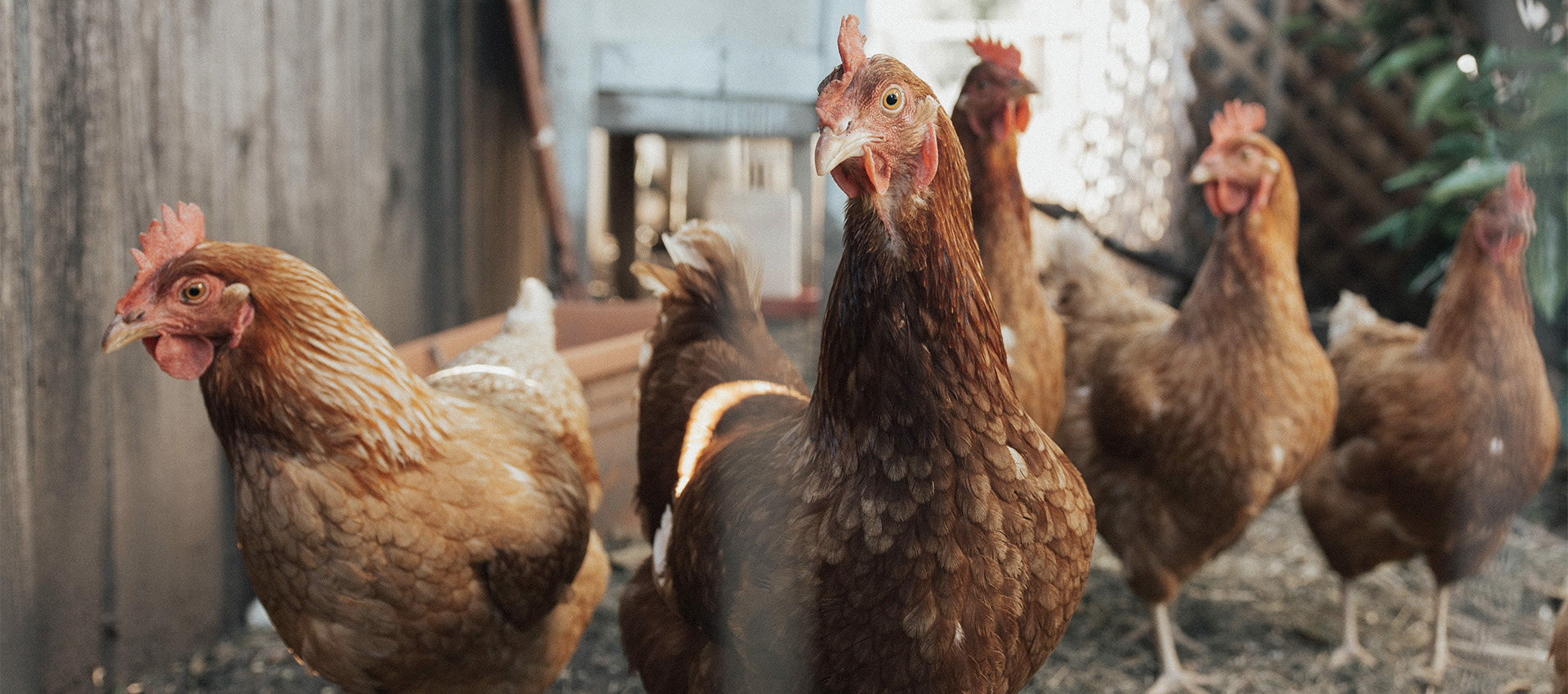 Saval Supplier | One Fine Chicken, Quality Meat