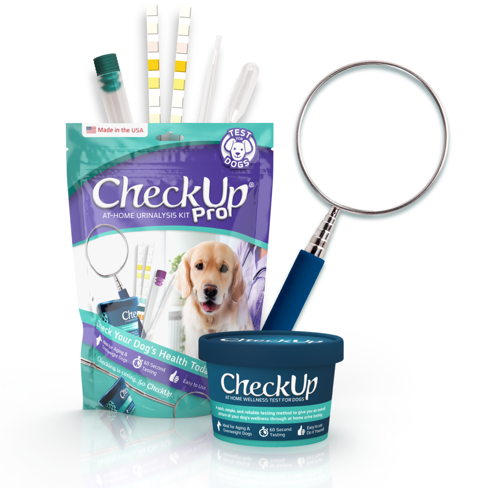 What Does A Dog Check Up Consist Of What Does A Dog Check Up Consist Of