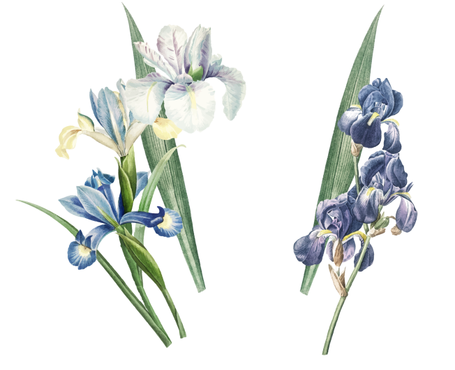 Collate Nails | Home