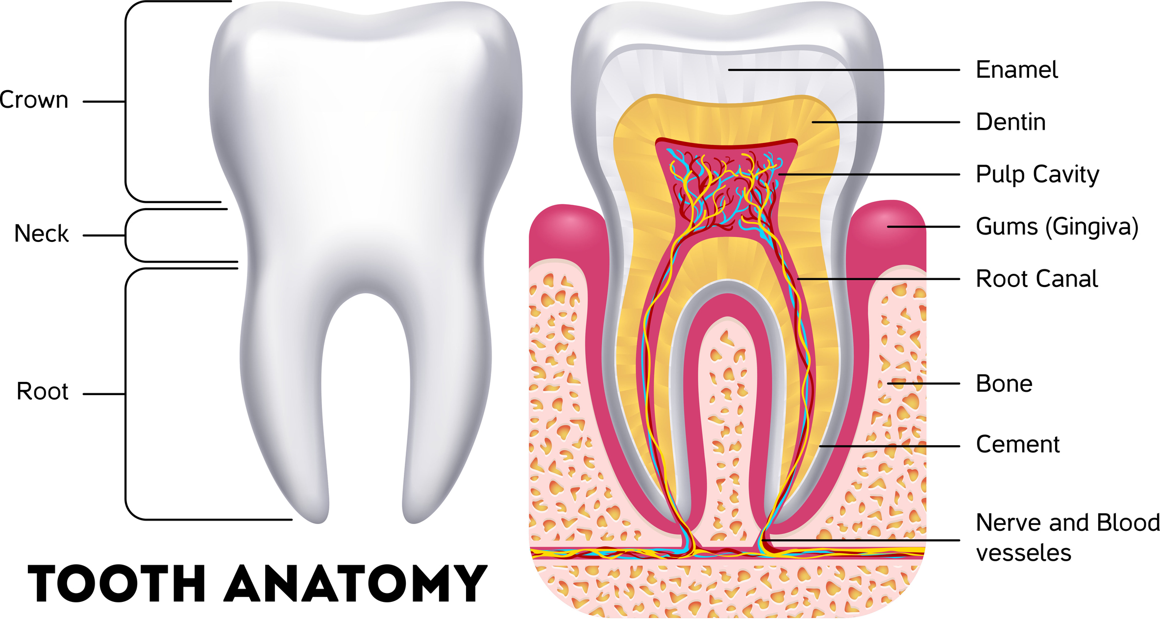 Zental - Root canal specialist treatment