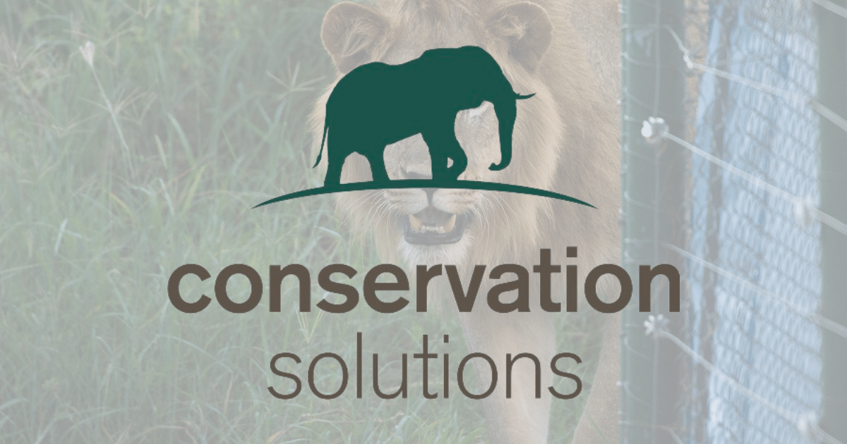 Returning lion to Rwanda after a 20-year absence