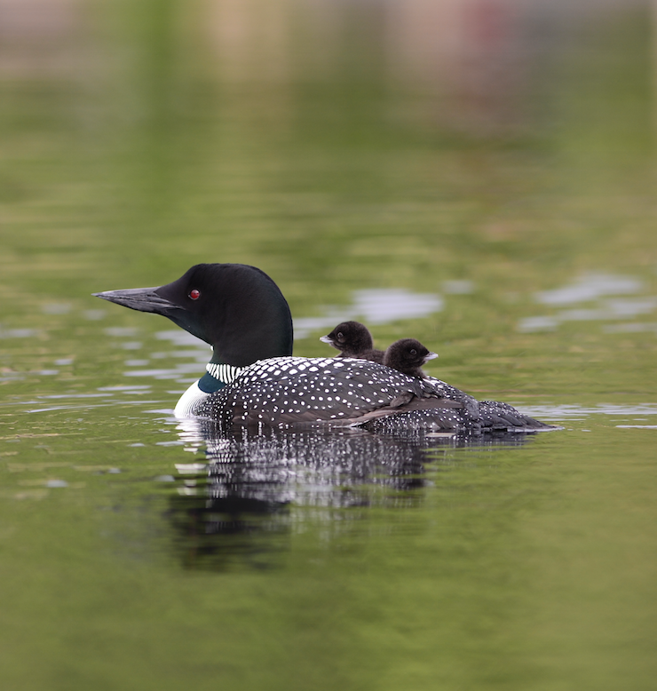Loon Preservation Committee (LPC) | Howell Conservation Fund