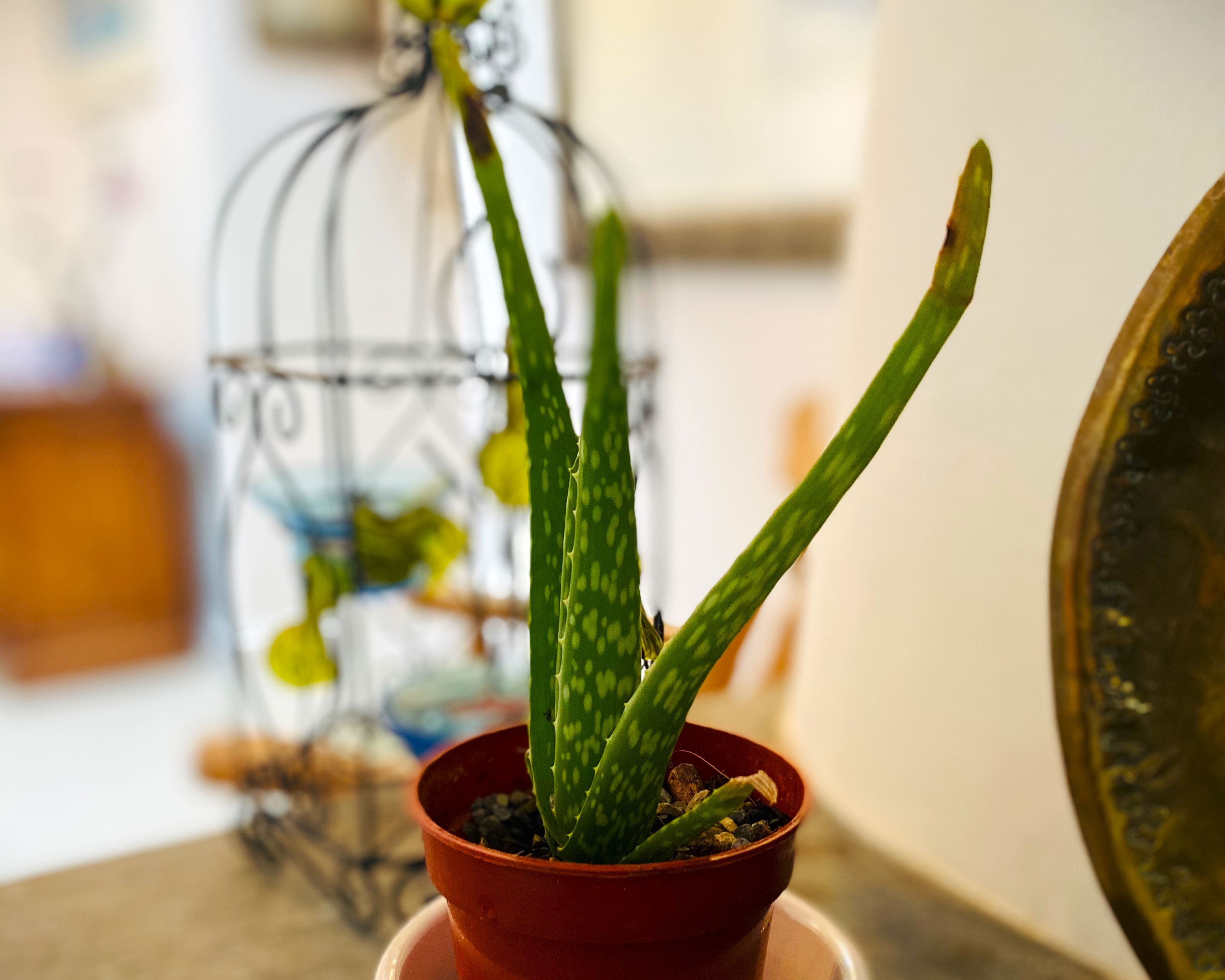 Predatory Plants - the Little Dabbler