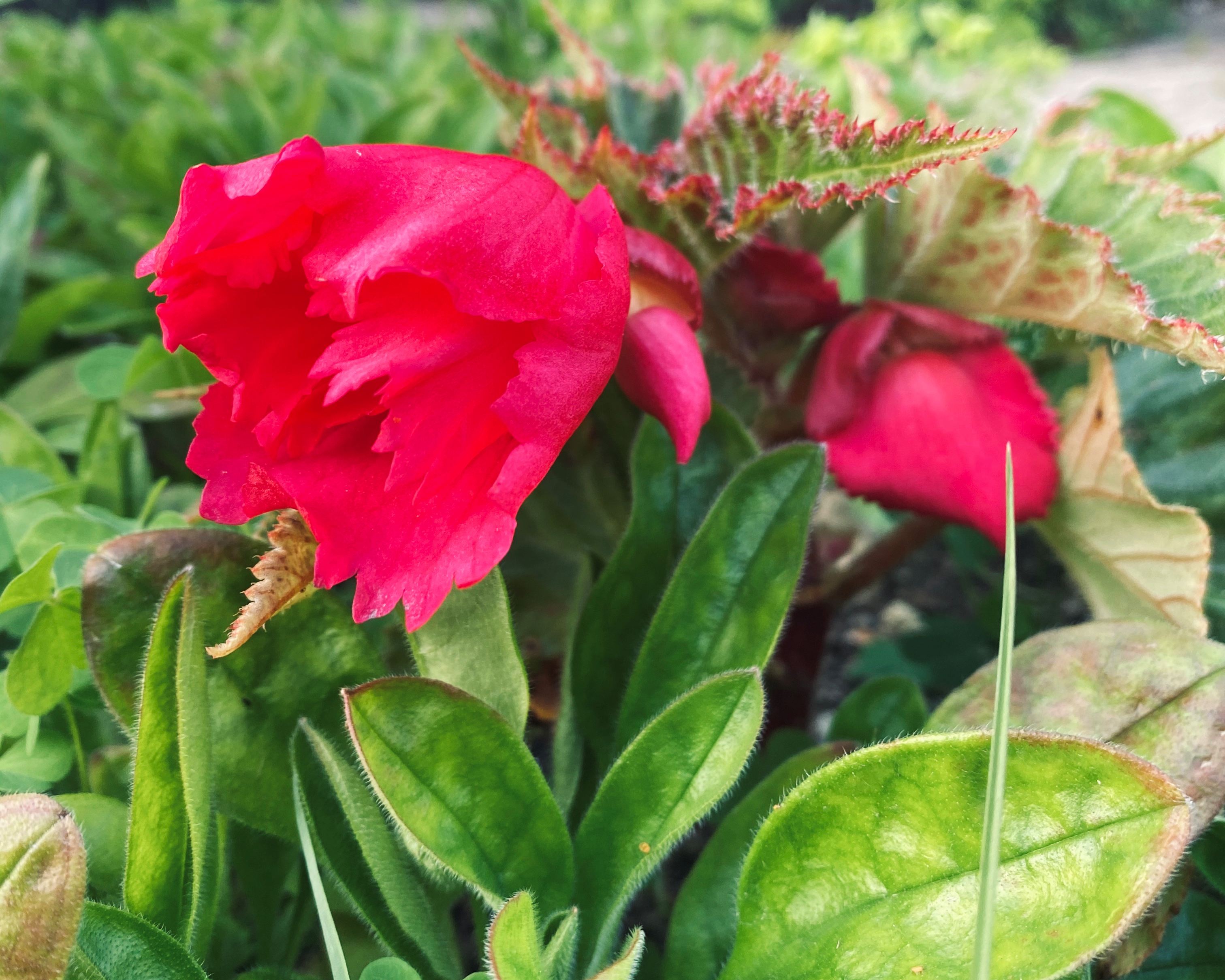 Predatory Plants - the Little Dabbler