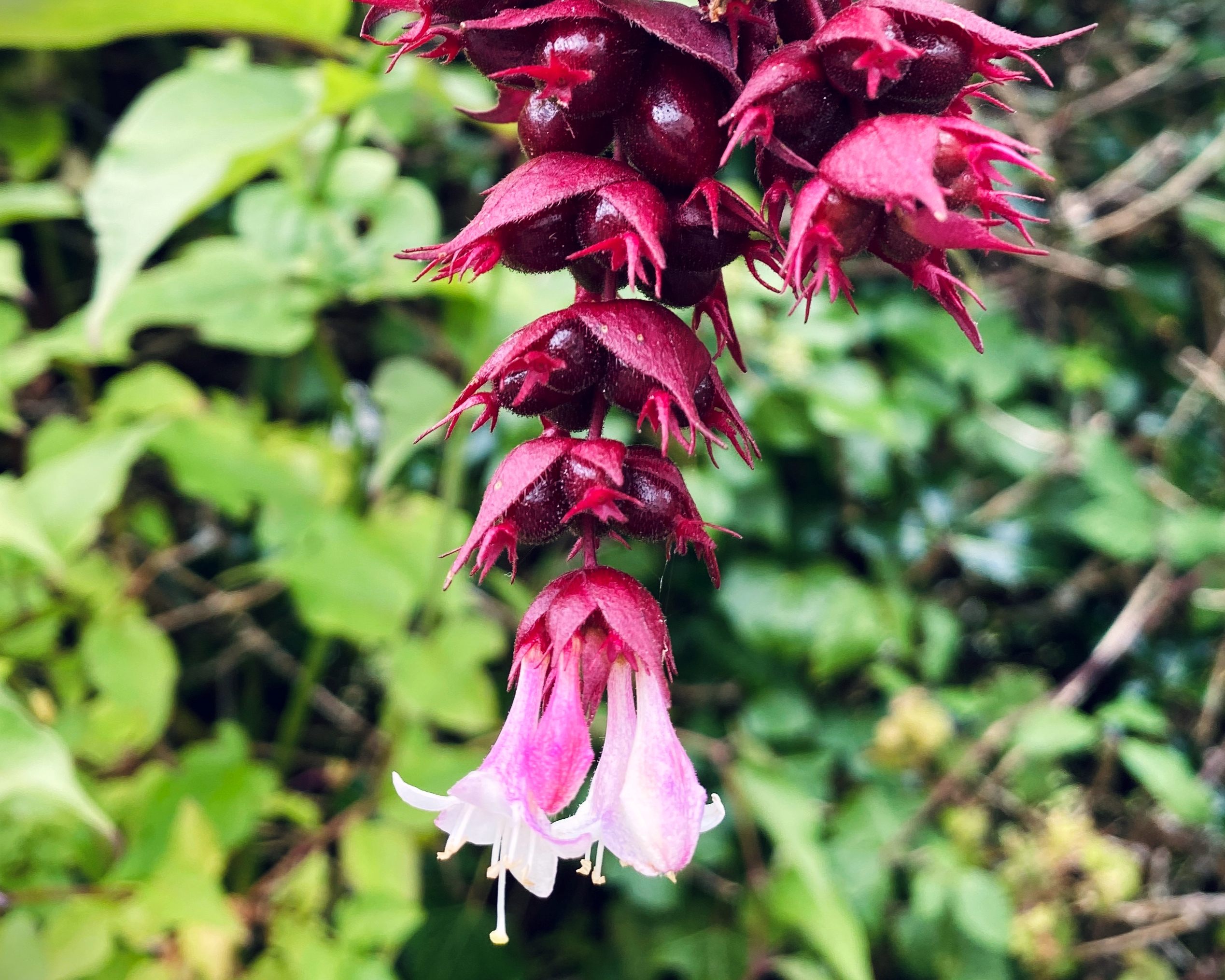 Predatory Plants - the Little Dabbler