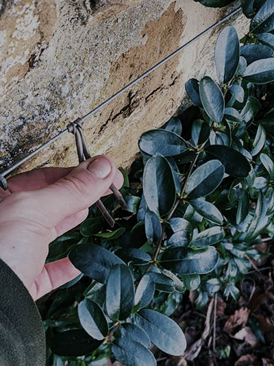 Vine Wiring Service - Emmet Foy Gardens