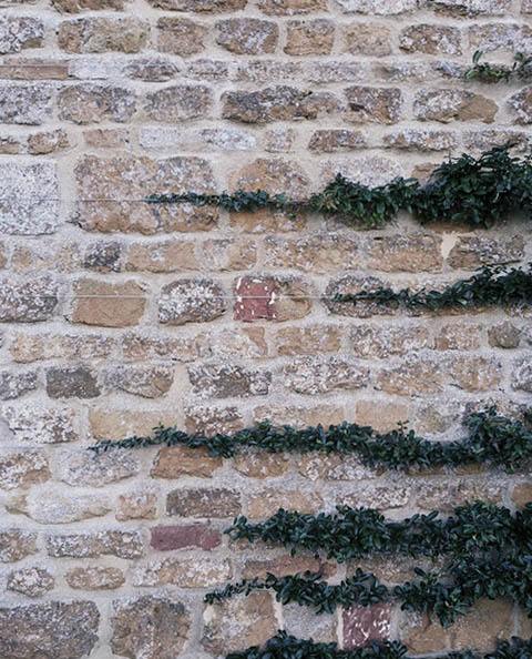 Vine Wiring Service - Emmet Foy Gardens