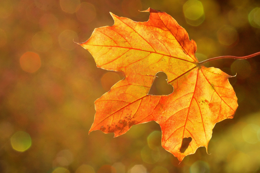 12 Fall Rom-Coms That Feel Like A Warm Pumpkin Pie