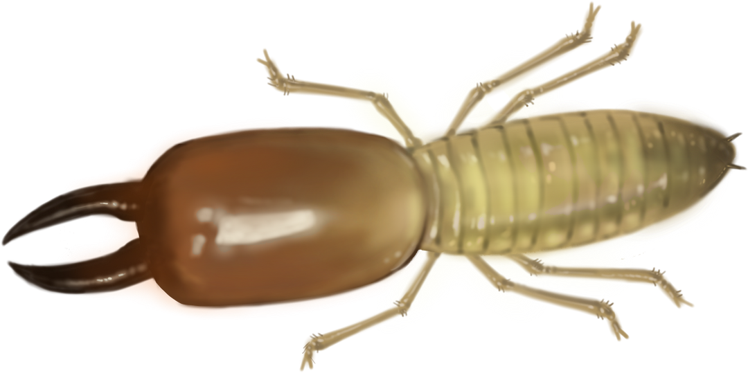 Pixa Company - Pest Management Services