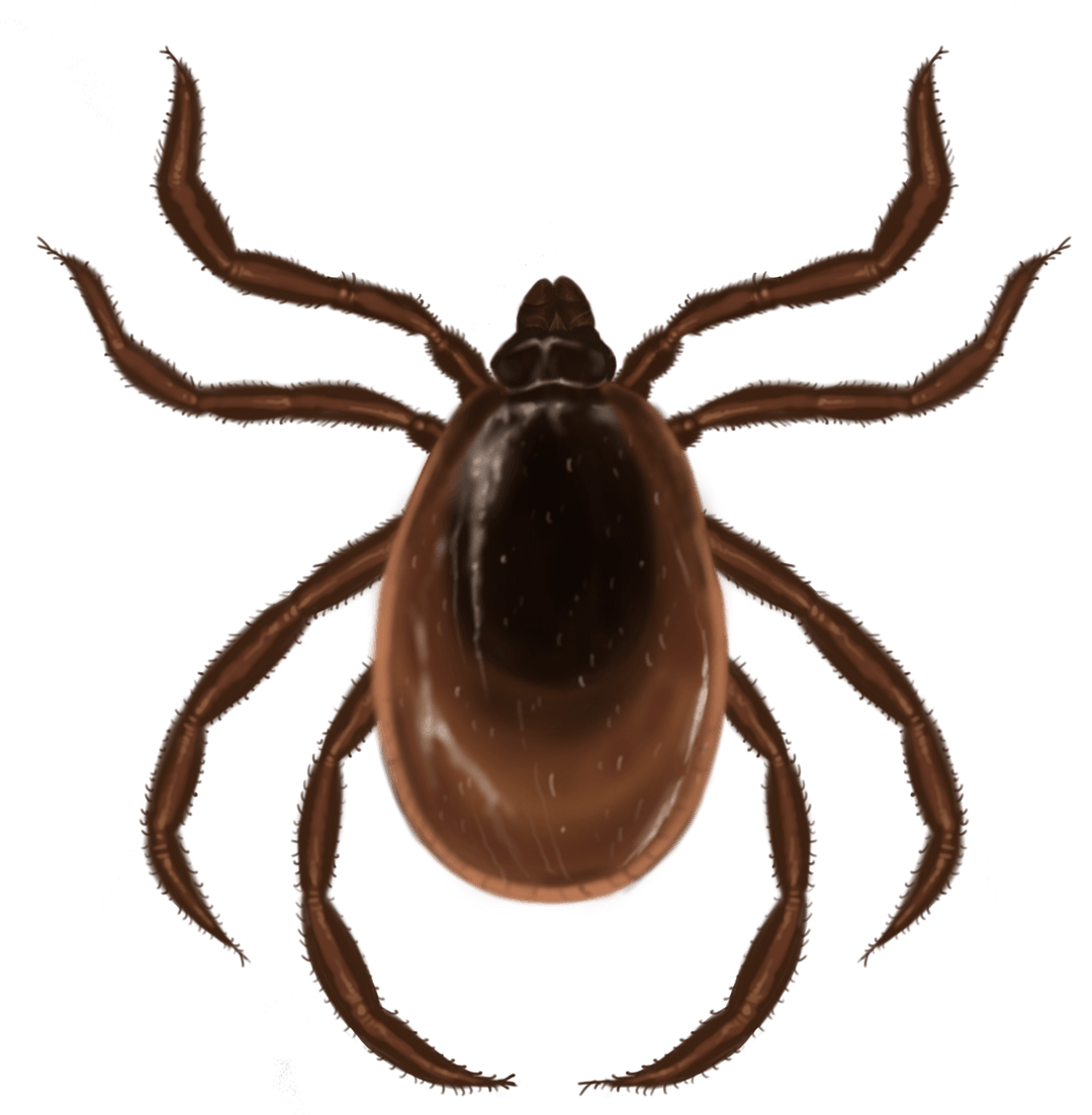 Pixa Company - Pest Management Services