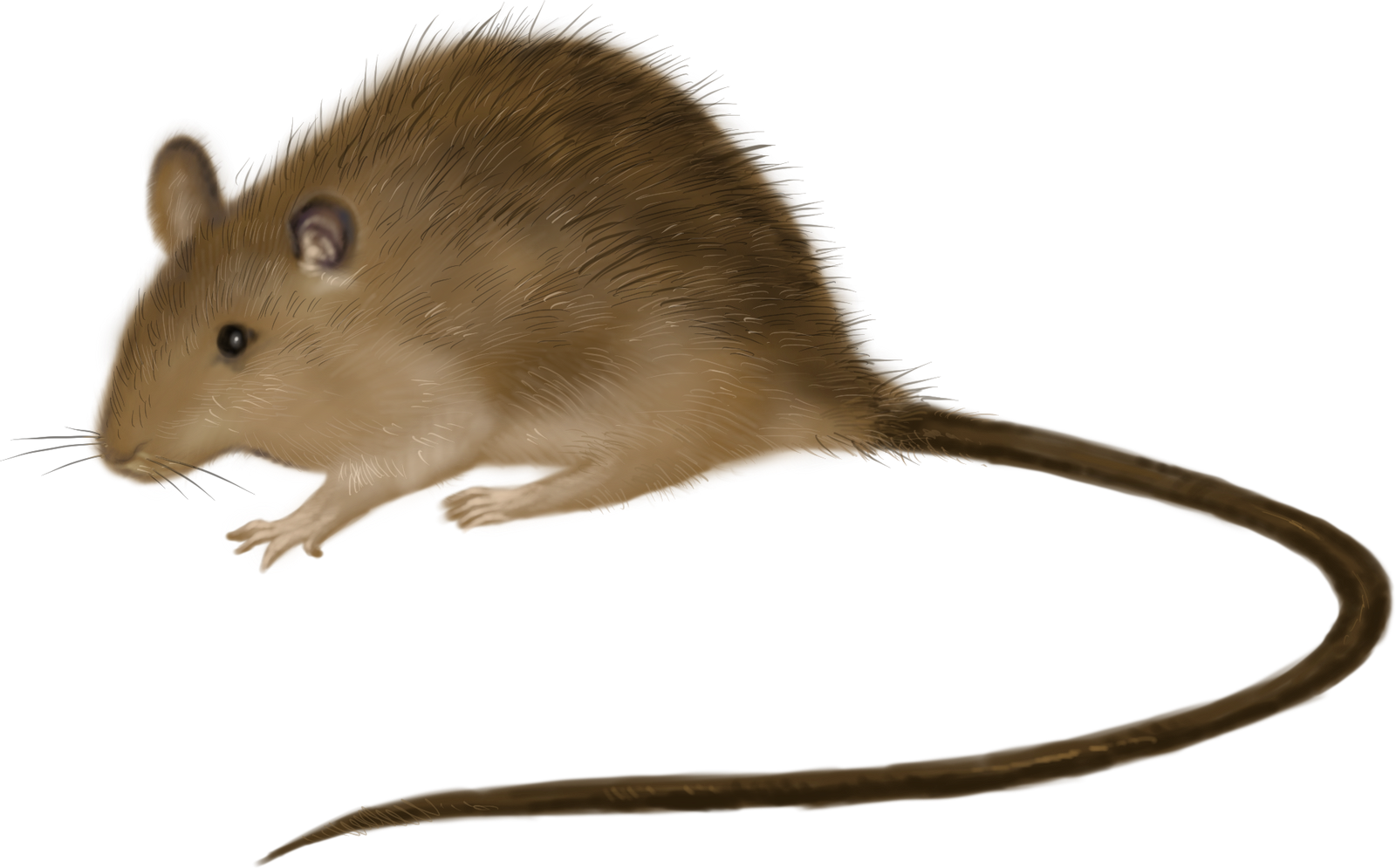 Pixa Company - Pest Management Services