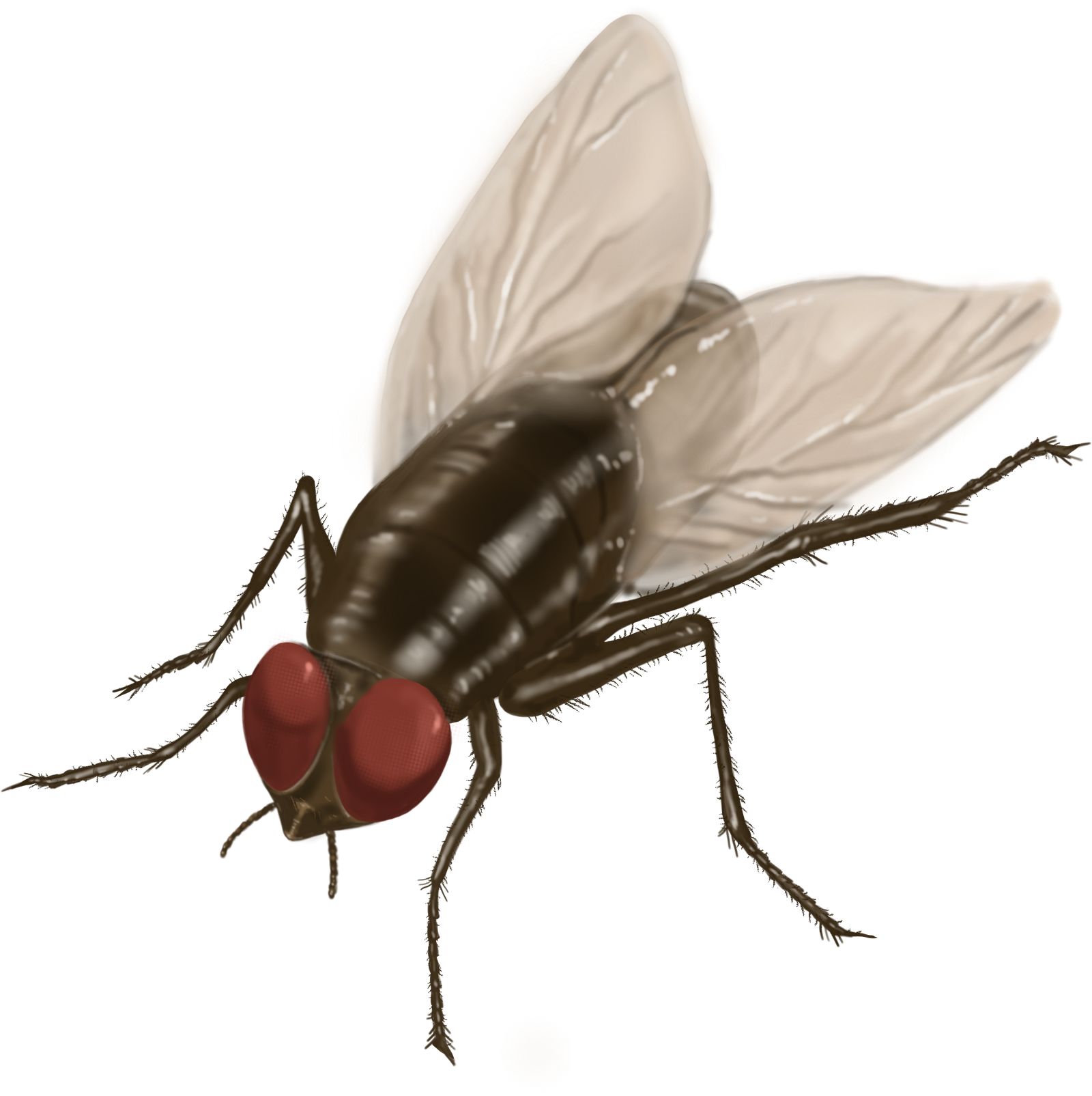 Pixa Company - Pest Management Services