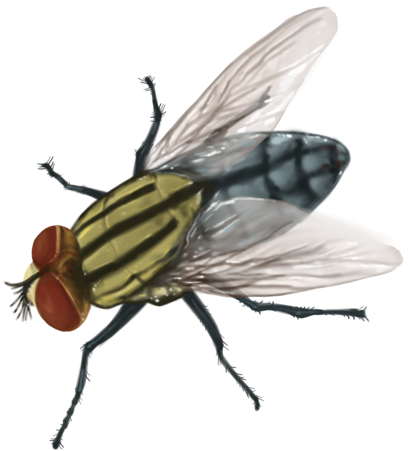 Pixa Company - Pest Management Services