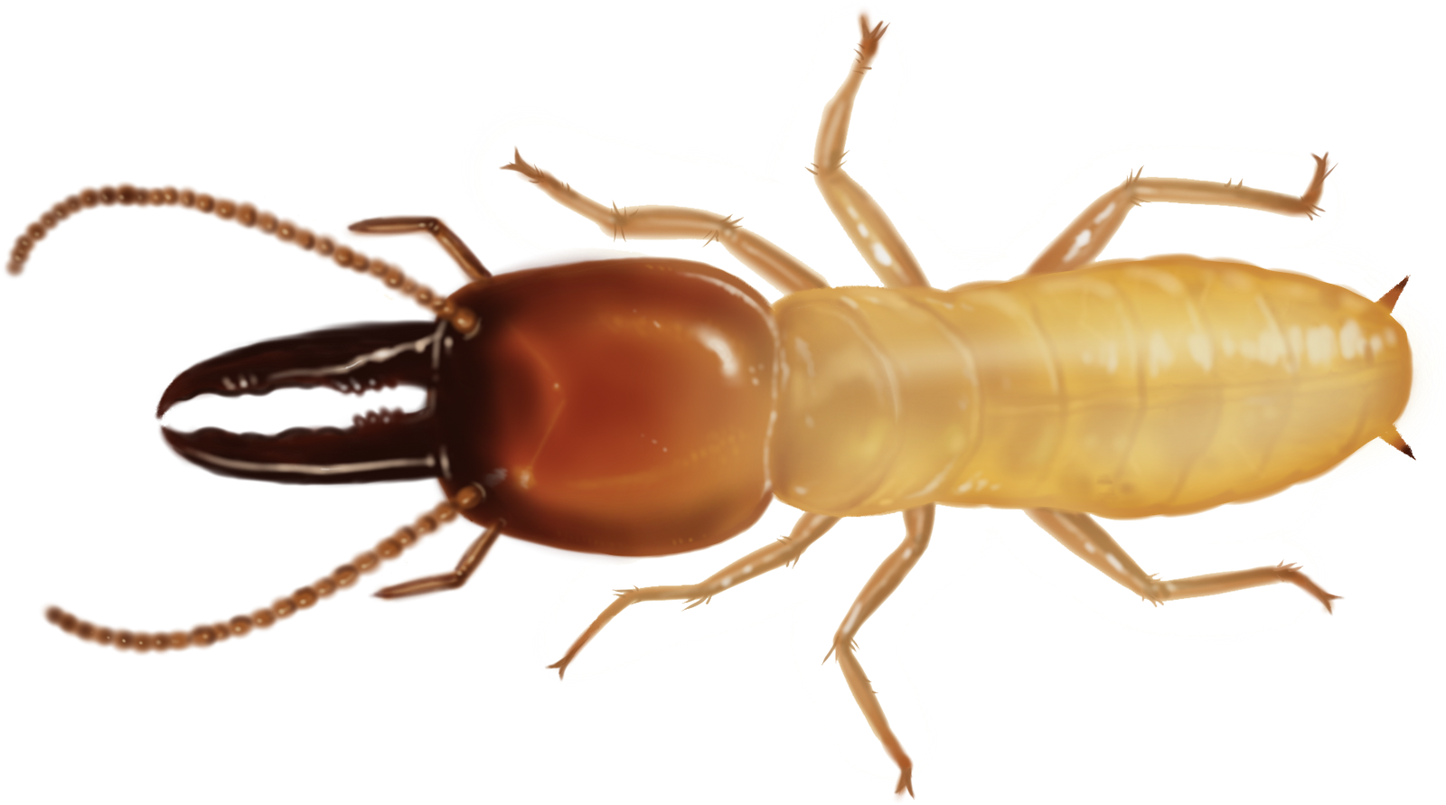 Pixa Company - Pest Management Services