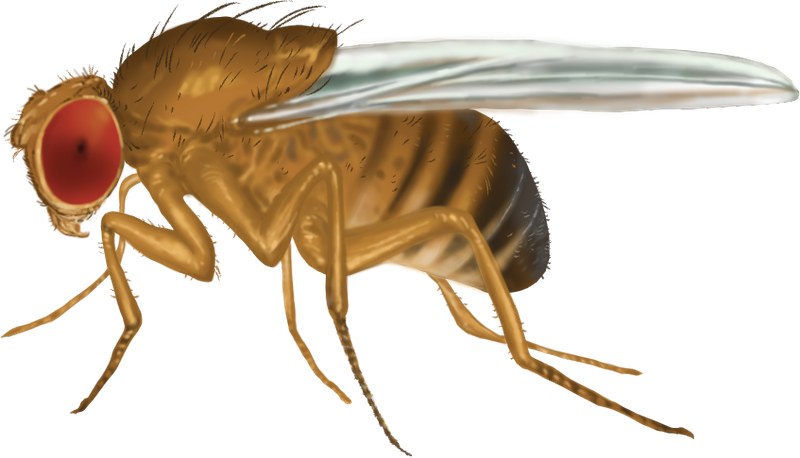 Pixa Company - Pest Management Services