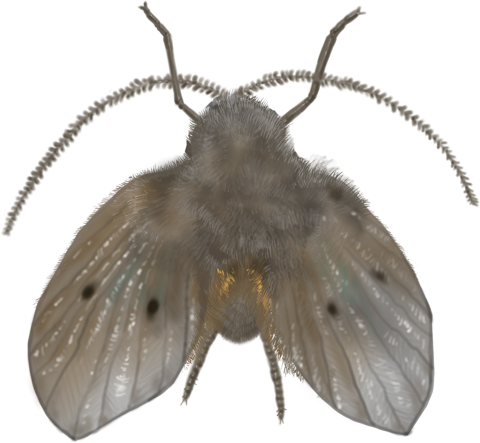 Pixa Company - Pest Management Services