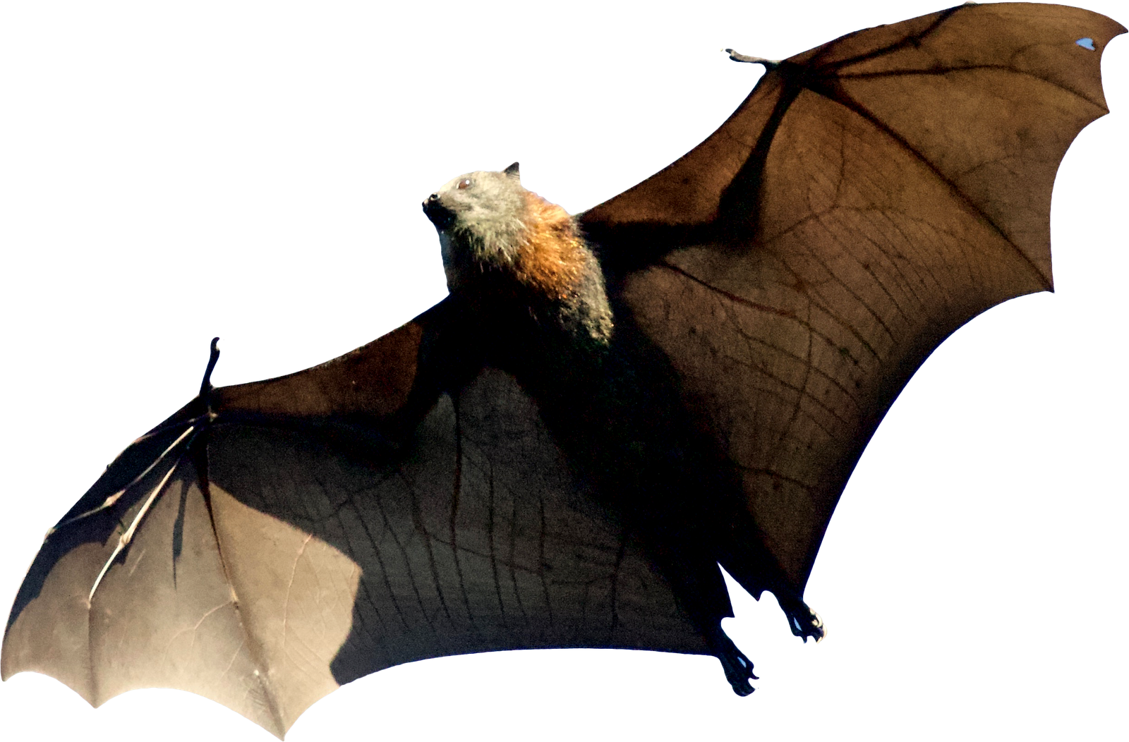 Pixa Company - Pest Management Services