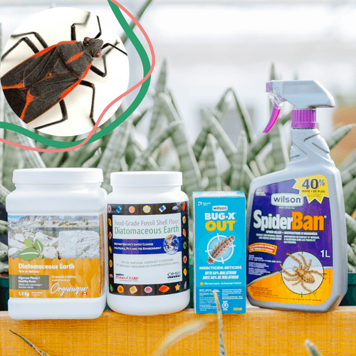 Maple Bugs: What are they and How to get rid of them.