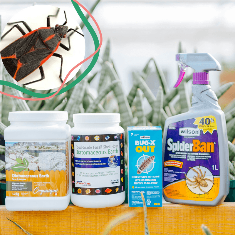 Maple Bugs: What are they and How to get rid of them.