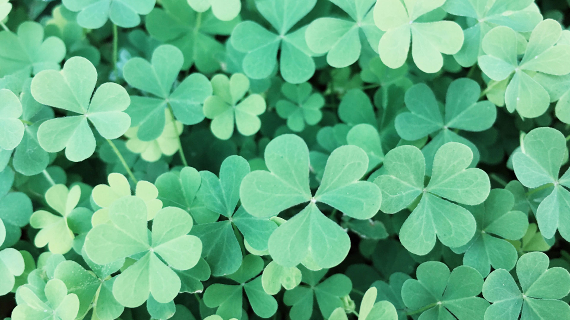 So wächst Klee auch bei euch