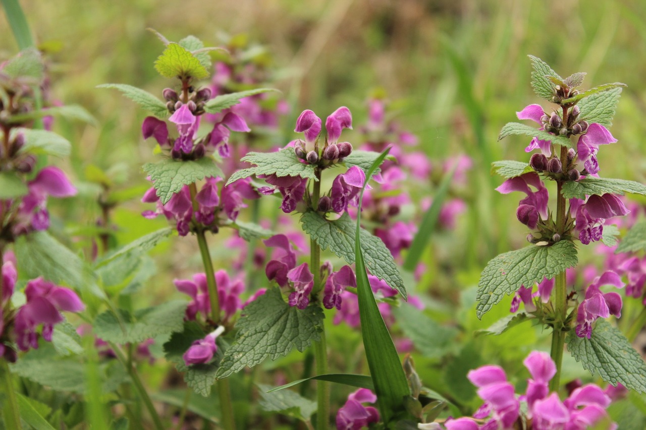 Geheimnisvoller Gundermann: Pflanzen und Pflege