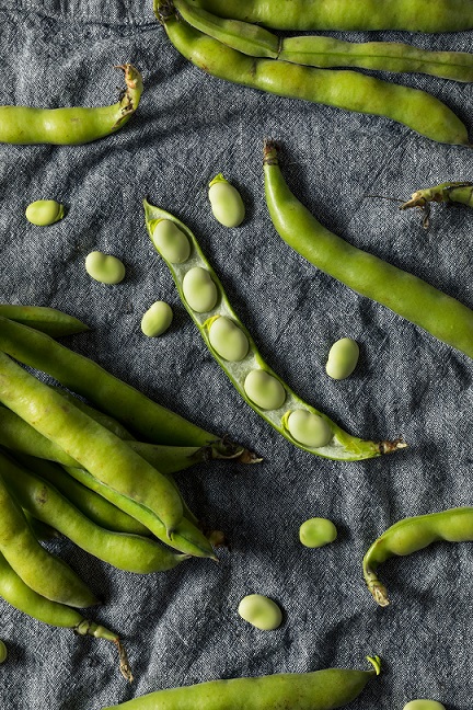 Pflegeleichte Buschbohne - Pflanzen, Pflege, Ernte
