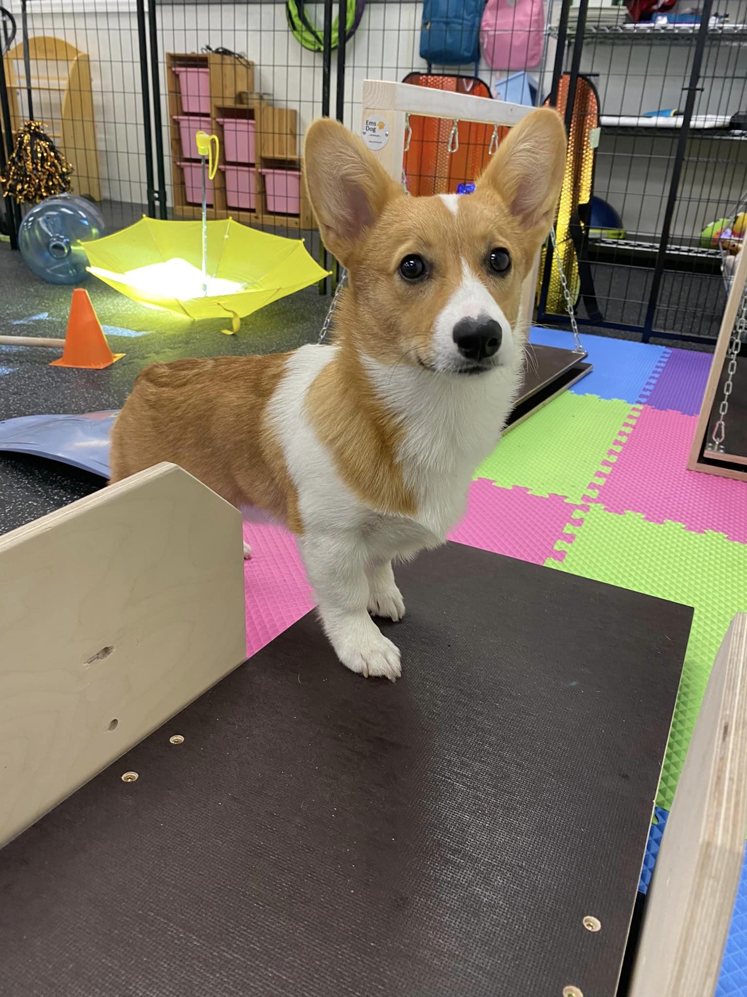 Furst Steps | Puppy and Dog Training Center | Hatboro, PA