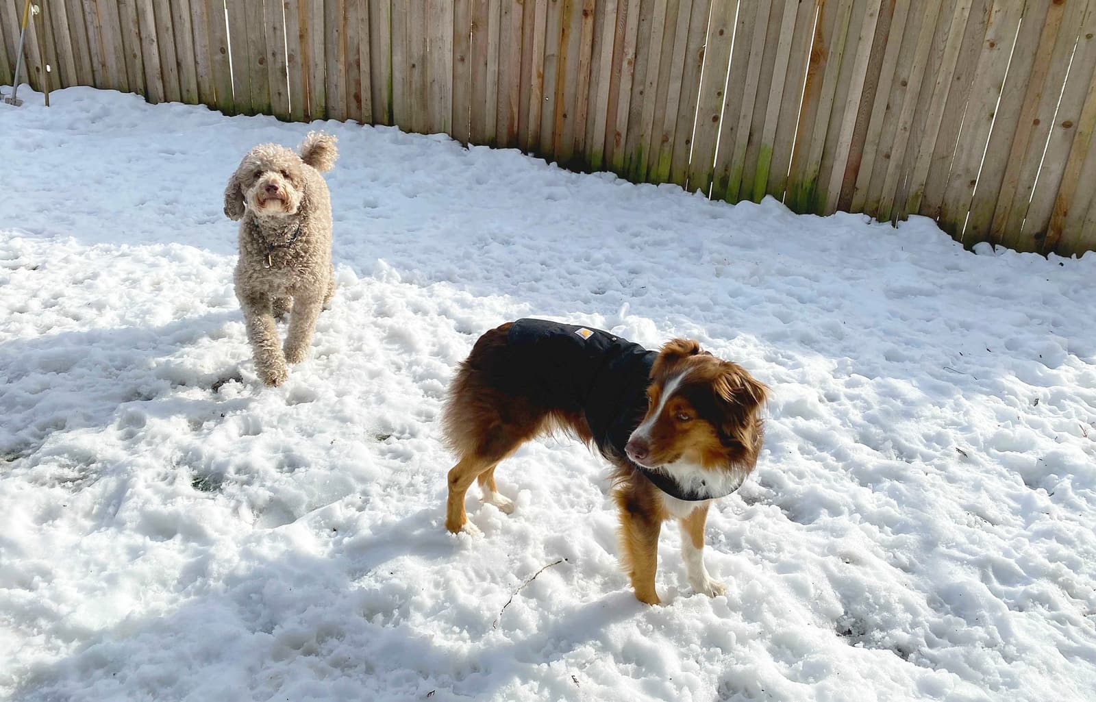 Countryside Pet Resort and Spa