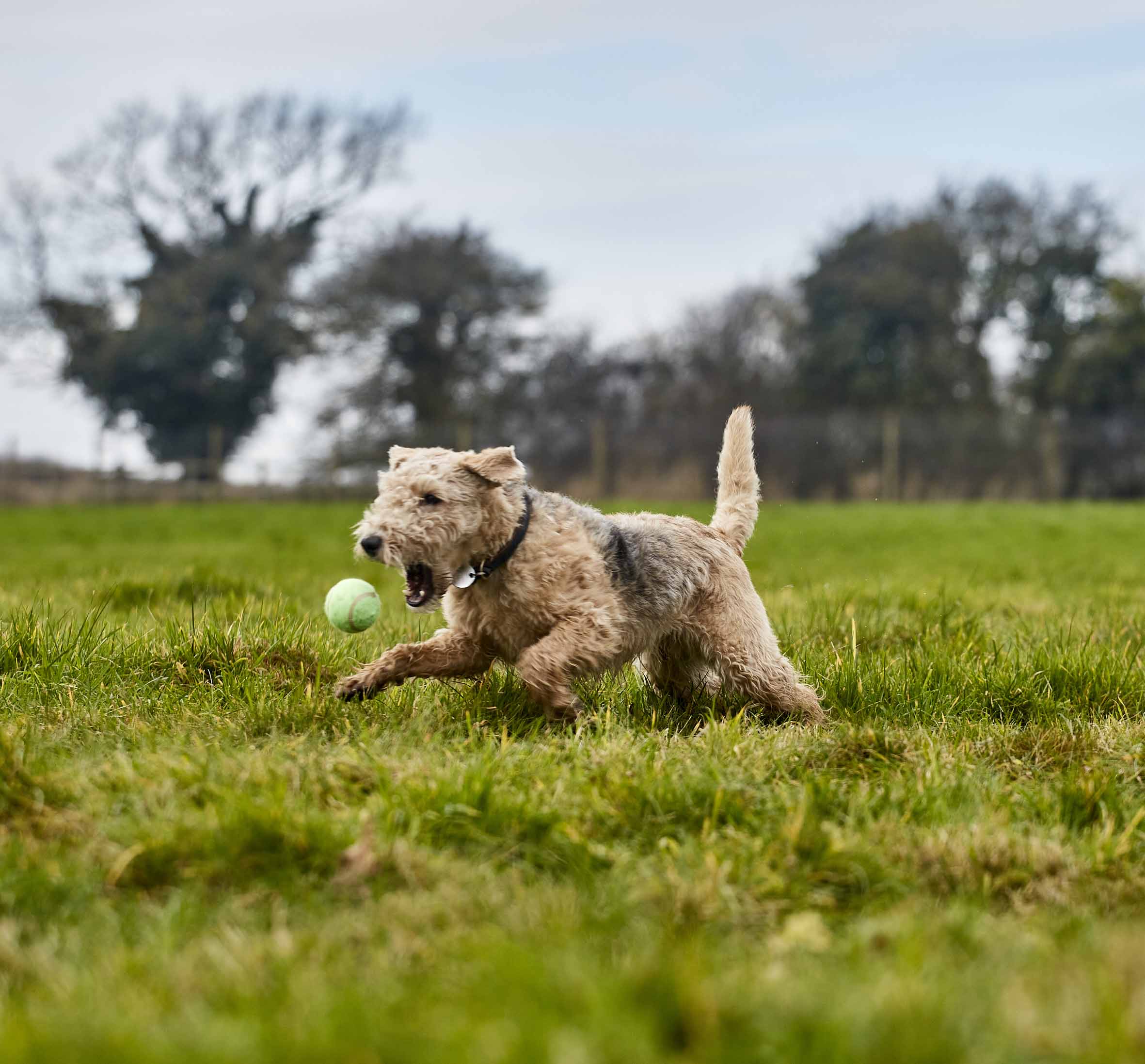 Private Dog Walks | Field Hire Norfolk | Martham Paw Ground