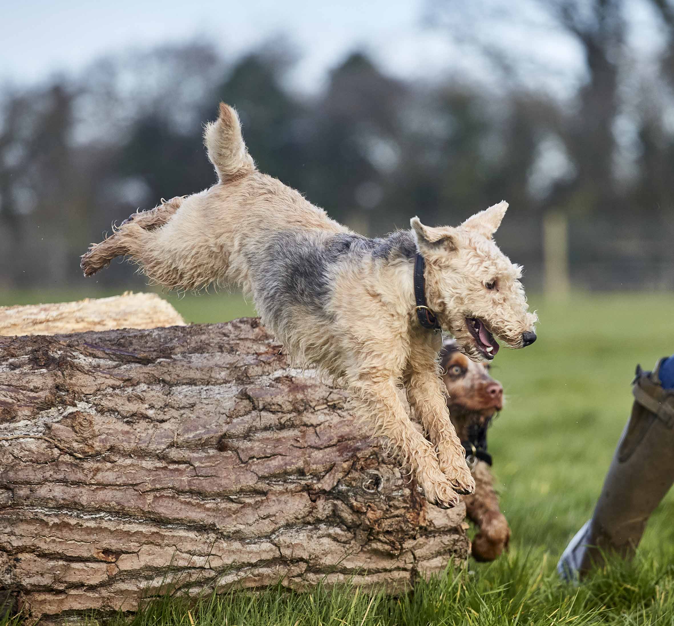 Private Dog Field | Book Now | Norfolk | Martham Paw Ground