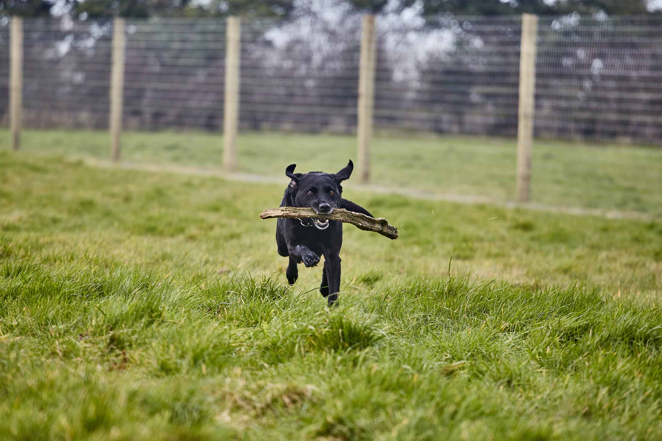 Private Dog Walks | Field Hire Norfolk | Martham Paw Ground