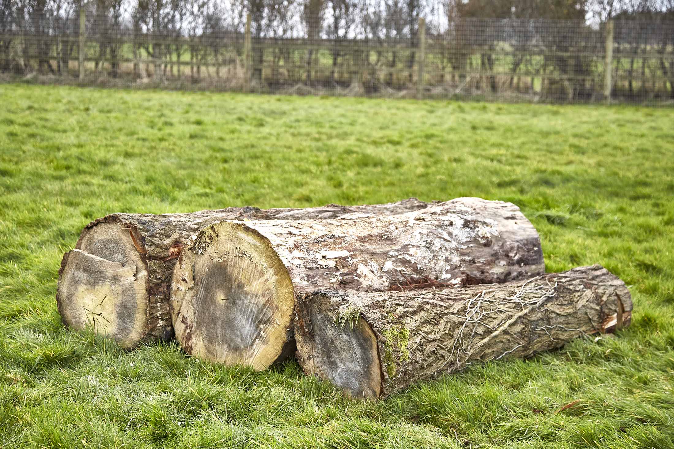 Private Dog Walks | Field Hire Norfolk | Martham Paw Ground