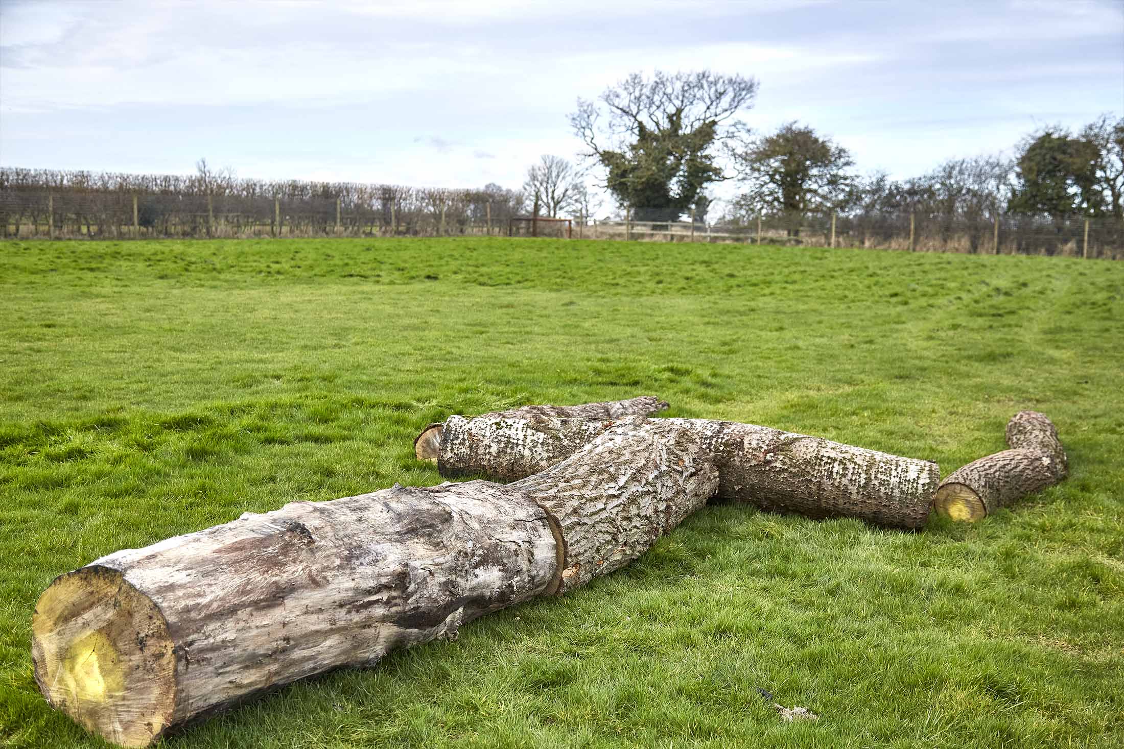 Private Dog Walks | Field Hire Norfolk | Martham Paw Ground